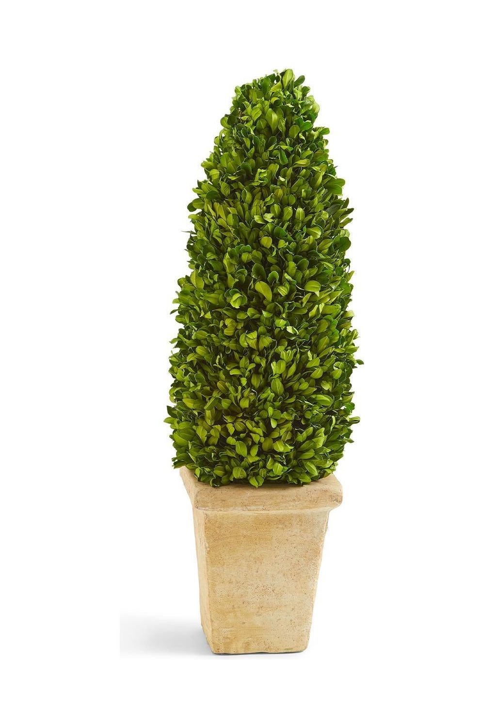 53464 21" BOXWOOD PLANTER – Monkee's of the Village